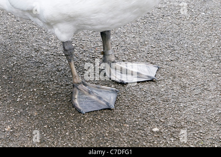 webbed feet of a duck Stock Photo: 95193366 - Alamy
