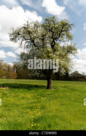 A perry pear tree in bloom at spring (Orne, Normandy, France Stock ...