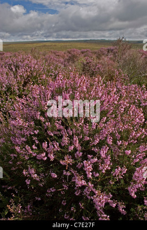 Ling heather calluna vulgaris Exmoor Devon UK Stock Photo - Alamy
