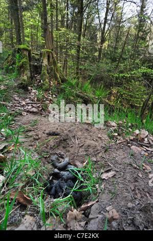 BADGER LATRINE (MELES MELES Stock Photo: 52085689 - Alamy
