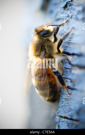 bee hive honeycomb in a tree trunk exposed after storm damage along the ...
