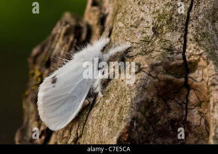 Male Yellow-tail Moth (Euproctis similis, a.k.a. Goldtail Moth or Swan ...