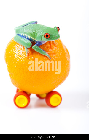 Frog on orange-car Stock Photo - Alamy