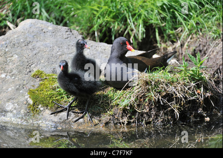 Common moorhen (Gallinula chloropus) at the shore of a lake, Bavaria ...