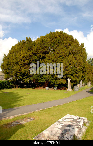 St Digain"s, Llangernyw .in the church is a tree which is estimated to ...
