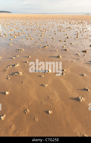 European lug worm / lugworm / sandworm (Arenicola marina) burrows ...