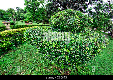 Circular tree [MR] [PH] Stock Photo - Alamy