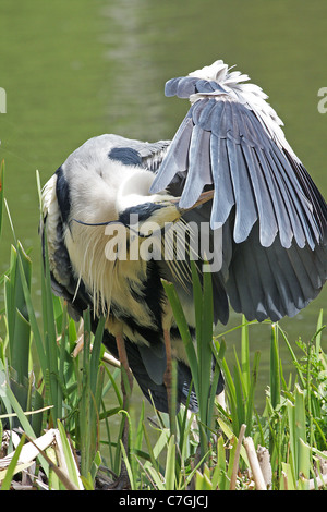 Grey heron (Ardea cinerea), preening, Essen, Ruhr area, North Rhine ...