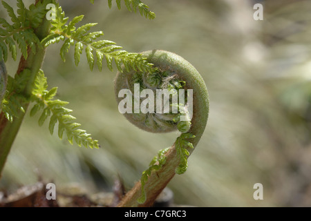 Tree fern frond unwinding.Taken in rural garden in good natural light ...