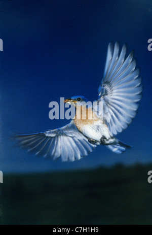 An eastern bluebird in flight Stock Photo - Alamy