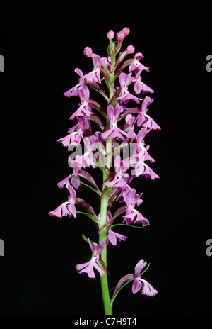 Purple fringed orchid flower close-up Stock Photo - Alamy