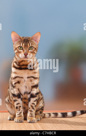 Bengal Cat, tomcat, 6 months Stock Photo - Alamy