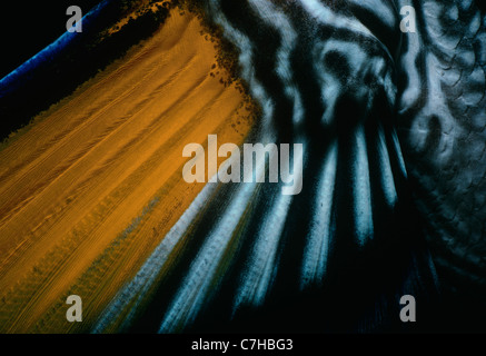 Sohal surgeonfish (Acanthurus sohal). This fish has a very sharp spike ...