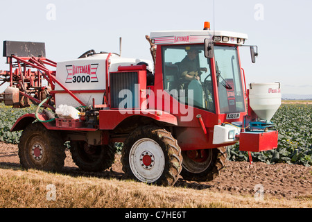 A farmer spraying his cabbages with Pesticide, Banks, Southport, UK. in ...