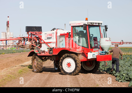A farmer spraying his cabbages with Pesticide, Banks, Southport, UK. in ...