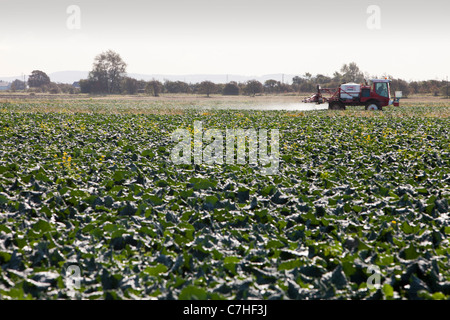 A farmer spraying his cabbages with Pesticide, Banks, Southport, UK. in ...