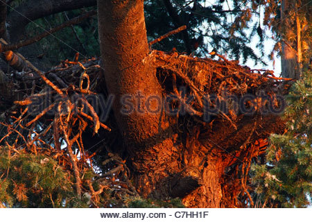 golden eagle eyrie Stock Photo: 24633176 - Alamy