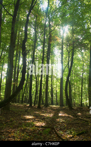 Oak forest with a dead tree or snag in Slovenia with rocks and dry ...