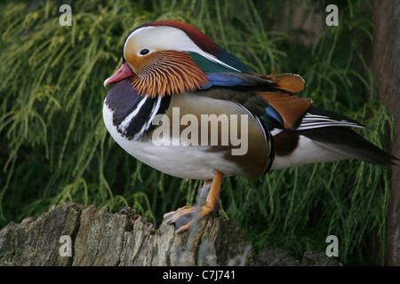 A multi-coloured male Mandarin duck with elaborate and ornate plumage ...