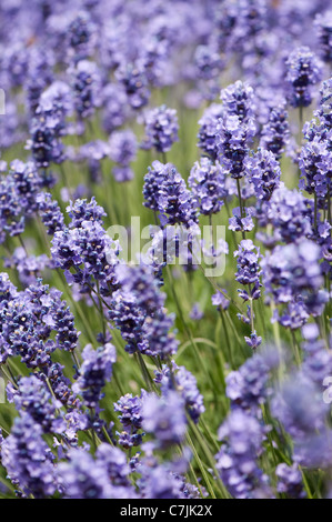 LAVENDER MELISSA LILAC Stock Photo - Alamy