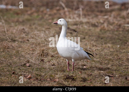 Schneegans, Schnee-Gans (Anser caerulescens, Chen caerulescens ...