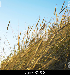 Close-up view of wheat stalks growing in an agricultural field with ...