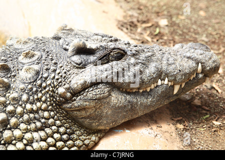 Basking croc; Close up of a crocodile; crocodile jaws; Crocodile with ...