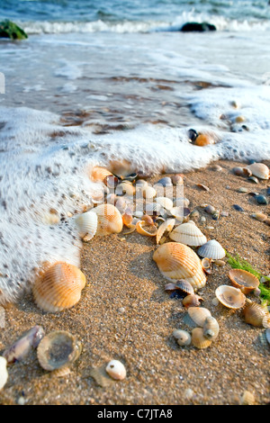 The colored seashell background on sand Stock Photo - Alamy