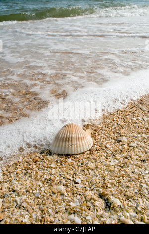 The colored seashell background on sand Stock Photo - Alamy