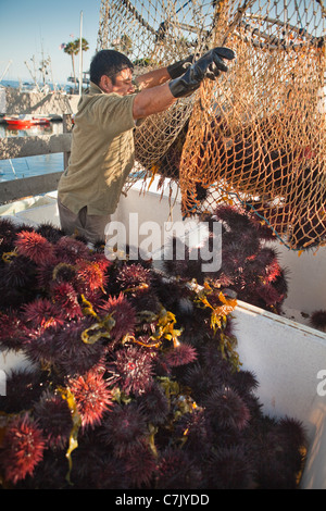 commercial divers unload their catch of red sea urchins, Santa Barbara ...
