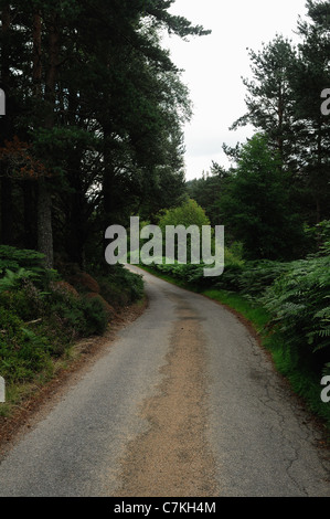 The Forest of Birse by the Bucket Mill near Finzean in Aberdeenshire ...