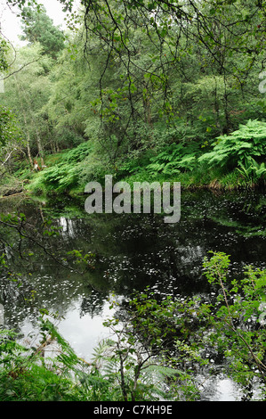 The Forest of Birse by the Bucket Mill near Finzean in Aberdeenshire ...