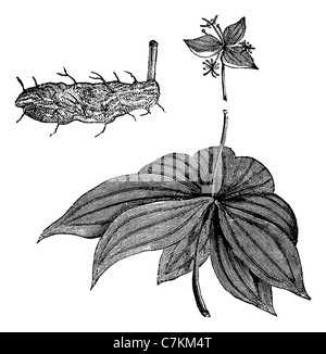 cucumber plant vector pattern on color background Stock Photo - Alamy