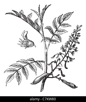 Peru balsam tree, Myroxylon peruiferum Stock Photo - Alamy