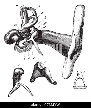Anatomy of the human ear. Vintage engraving from Harpers Monthly ...
