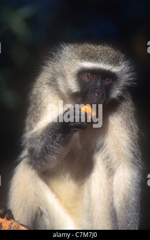 Vervet Monkey Cercopithecus aethiops in the Lake Nakuru National Park ...