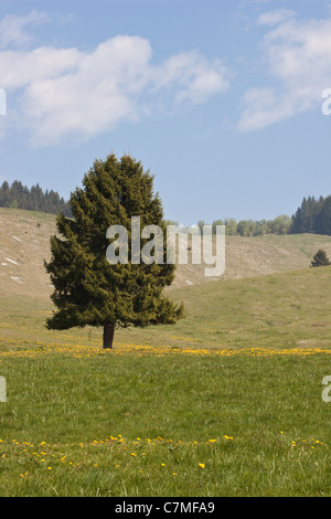 Mountain landscape with field of yellow flowers Stock Photo - Alamy