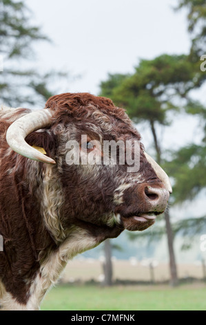 English Longhorn Bull grazing in a rural location Stock Photo - Alamy
