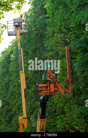 An avenue of pleached trees Stock Photo - Alamy