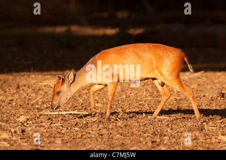 Red forest duiker (Cephalophus natalensis), also known as the Natal ...