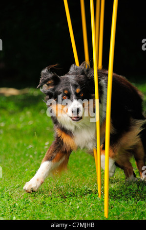 Dog running through weaving poles at training ground. Space for text ...