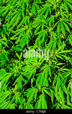 View of a large cannabis bush. Suitable as a background Stock Photo - Alamy