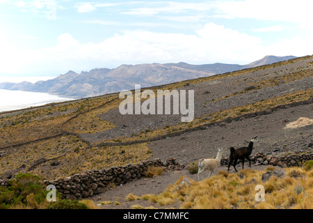Llamas on the mountainside above Coqueza, Bolivia Stock Photo - Alamy