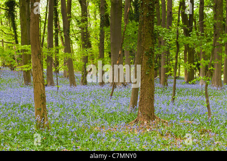 Standish Woods, Gloucestershire Stock Photo - Alamy