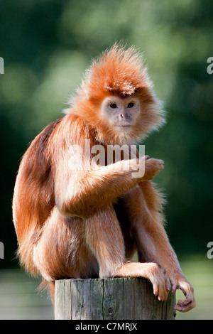 red Javan Langur Stock Photo - Alamy