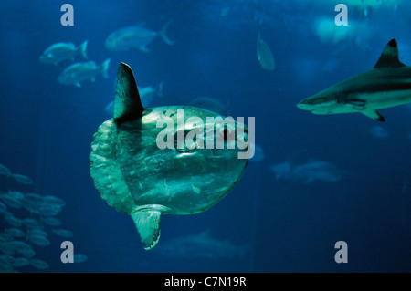 Portugal, Lisbon: Baby moon fish in the Oceanario de Lisboa Stock Photo ...