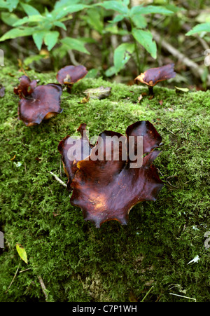 Bay Polypore, Polyporus durus (syn. P. Badius), Polyporaceae. Aka ...