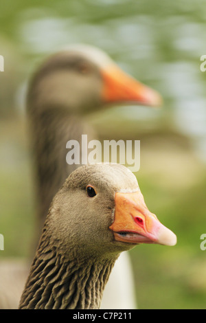 Greylag Geese (Anser anser). Pair; gander or male in front. Swimming ...
