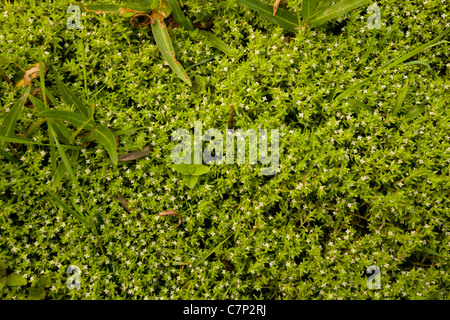 Crassula helmsii, a non-native invasive pond plant in the UK, also ...