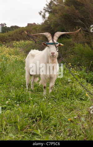 Chained white billy goat in rural France Stock Photo - Alamy